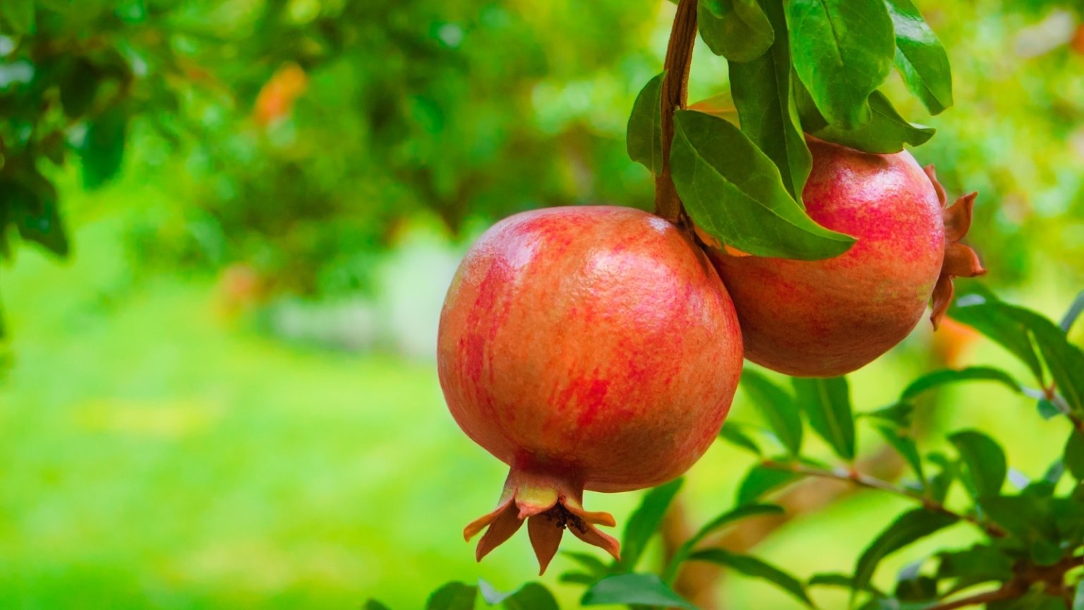 9 Best Pomegranate Varieties for Home Gardens