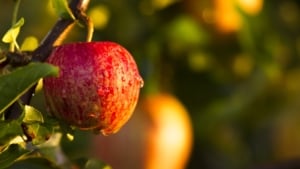 How to Plant, Grow, and Care for 'Gala' Apple Trees