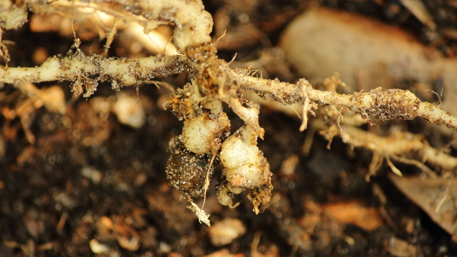 How to Plant, Grow, and Care For 'Black Mission' Fig Trees