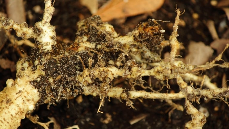 How to Plant, Grow, and Care for Dioscorea Japonica