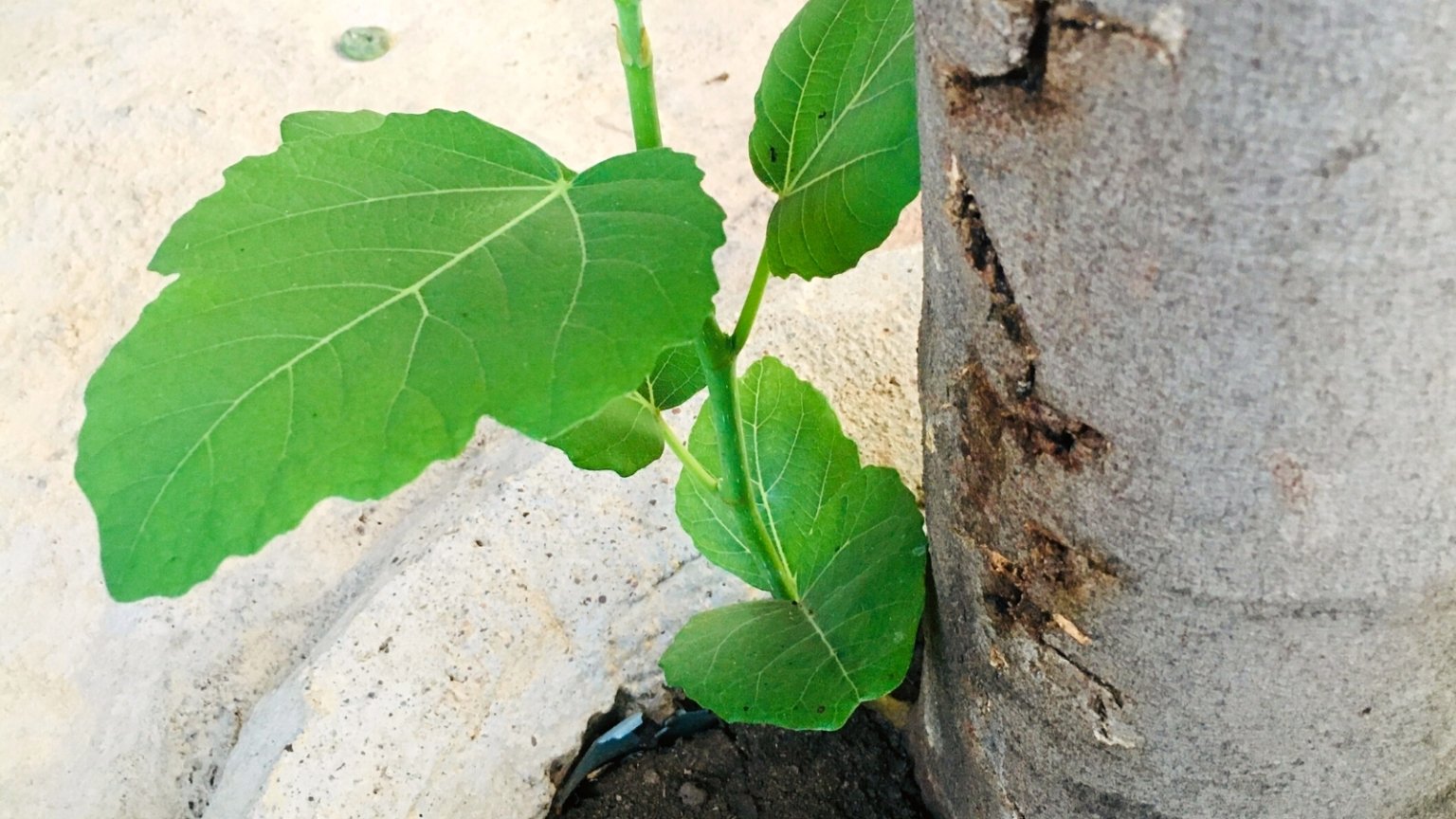 How to Plant, Grow, and Care For 'Black Mission' Fig Trees