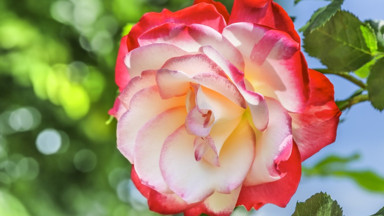 21 Recommended Hybrid Tea Rose Varieties for Home Gardeners