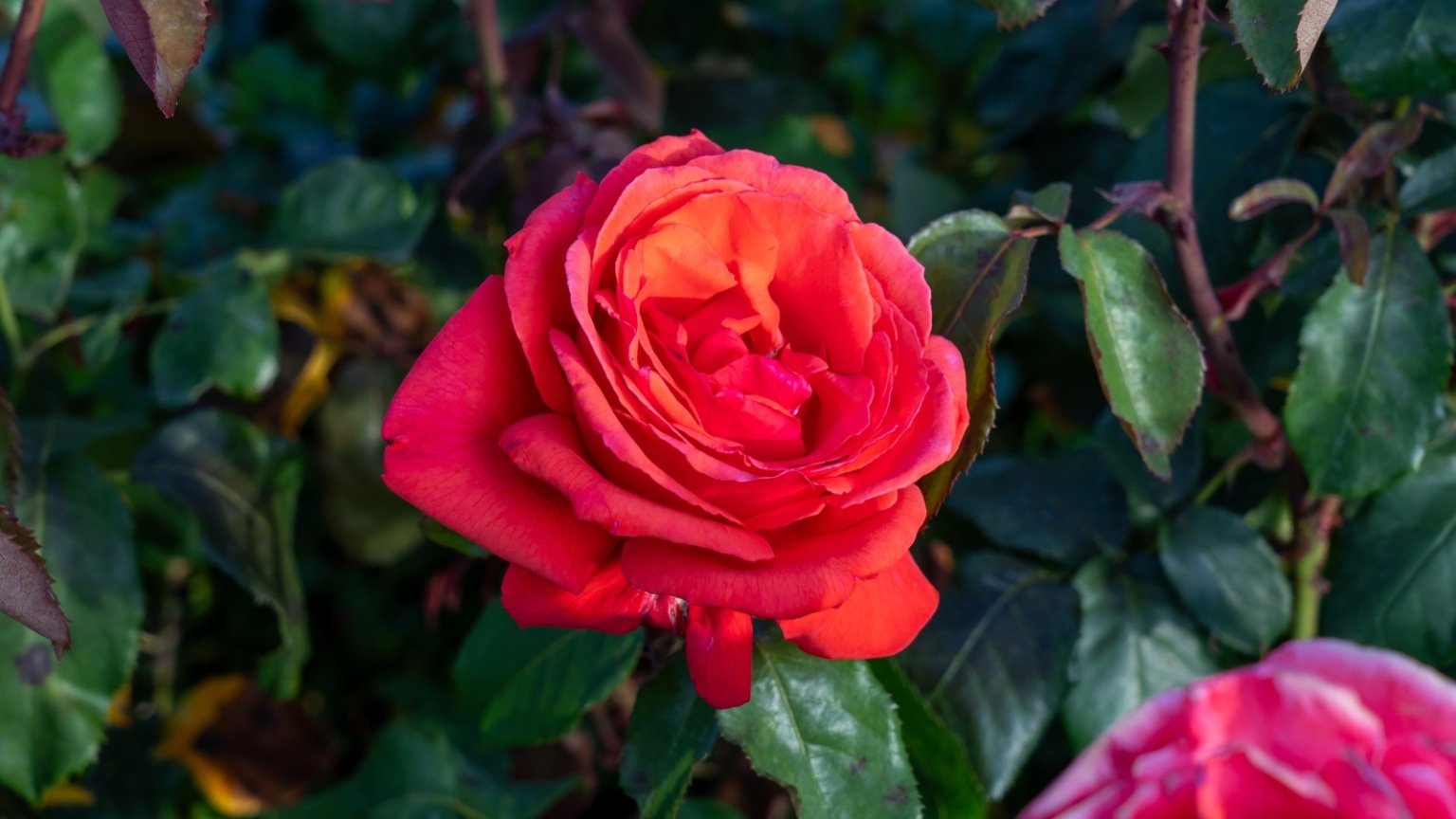 21 Recommended Hybrid Tea Rose Varieties for Home Gardeners