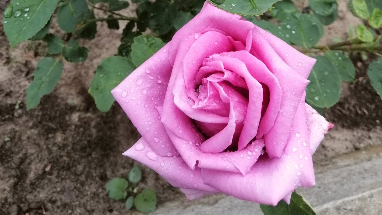 21 Recommended Hybrid Tea Rose Varieties for Home Gardeners