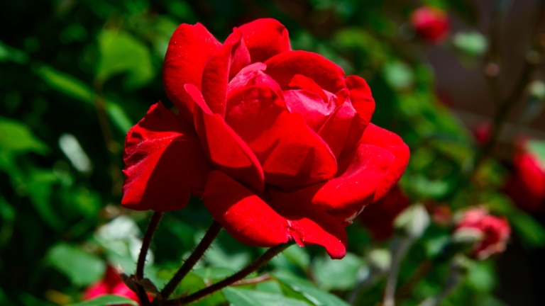21 Recommended Hybrid Tea Rose Varieties for Home Gardeners