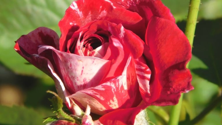 21 Recommended Hybrid Tea Rose Varieties for Home Gardeners