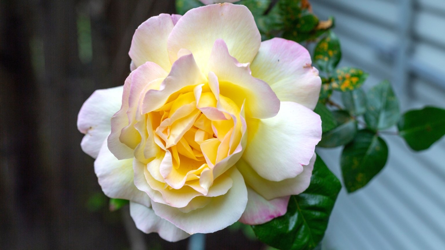 21 Recommended Hybrid Tea Rose Varieties for Home Gardeners