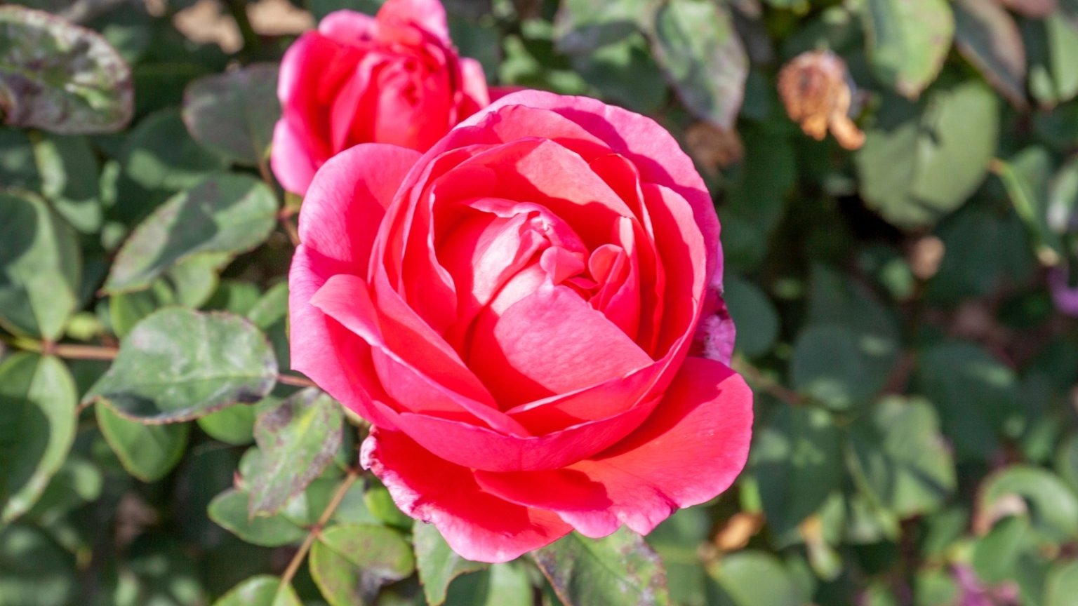 21 Recommended Hybrid Tea Rose Varieties for Home Gardeners
