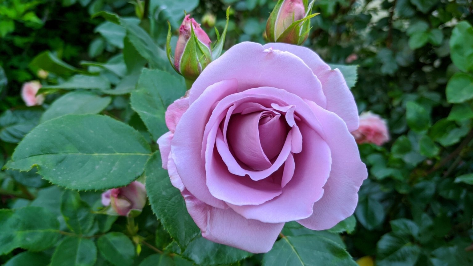 21 Recommended Hybrid Tea Rose Varieties for Home Gardeners