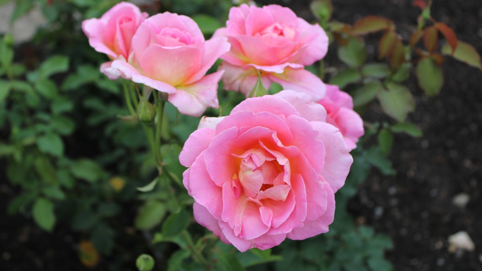 21 Recommended Hybrid Tea Rose Varieties for Home Gardeners