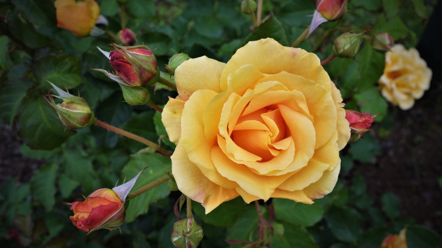 21 Recommended Hybrid Tea Rose Varieties for Home Gardeners