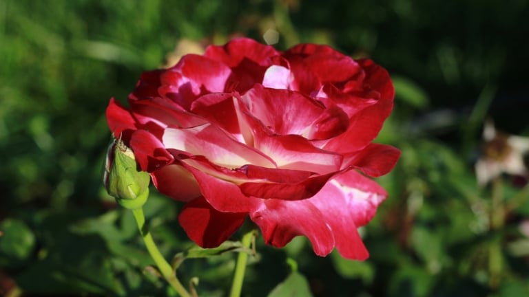 21 Recommended Hybrid Tea Rose Varieties for Home Gardeners