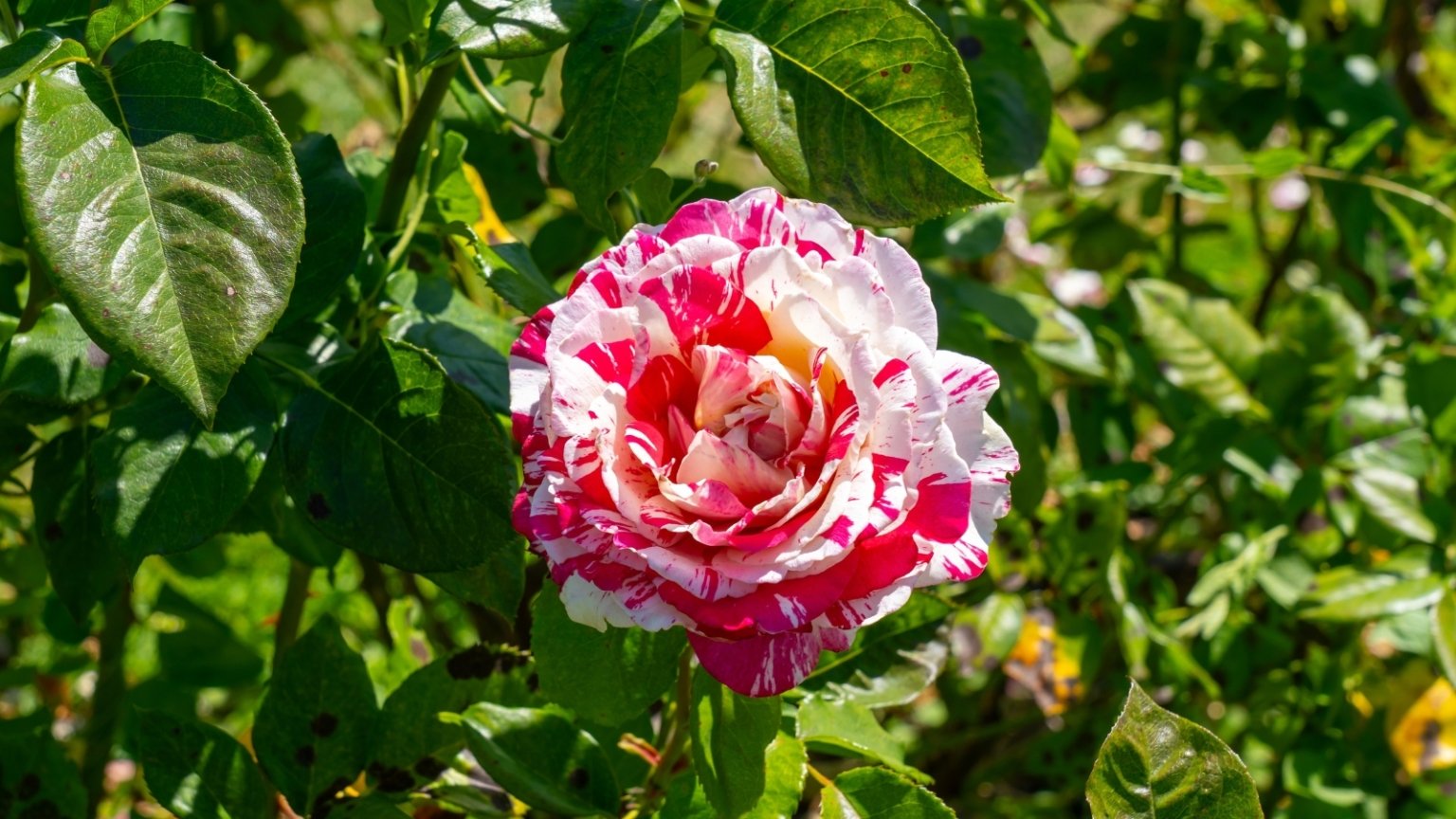 21 Recommended Hybrid Tea Rose Varieties for Home Gardeners