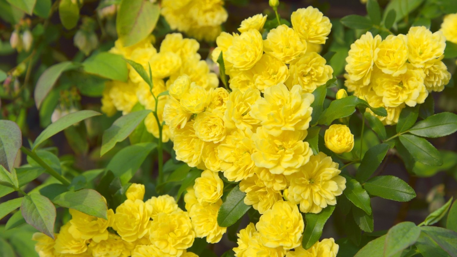 17 Roses With Extremely Long Lifespans