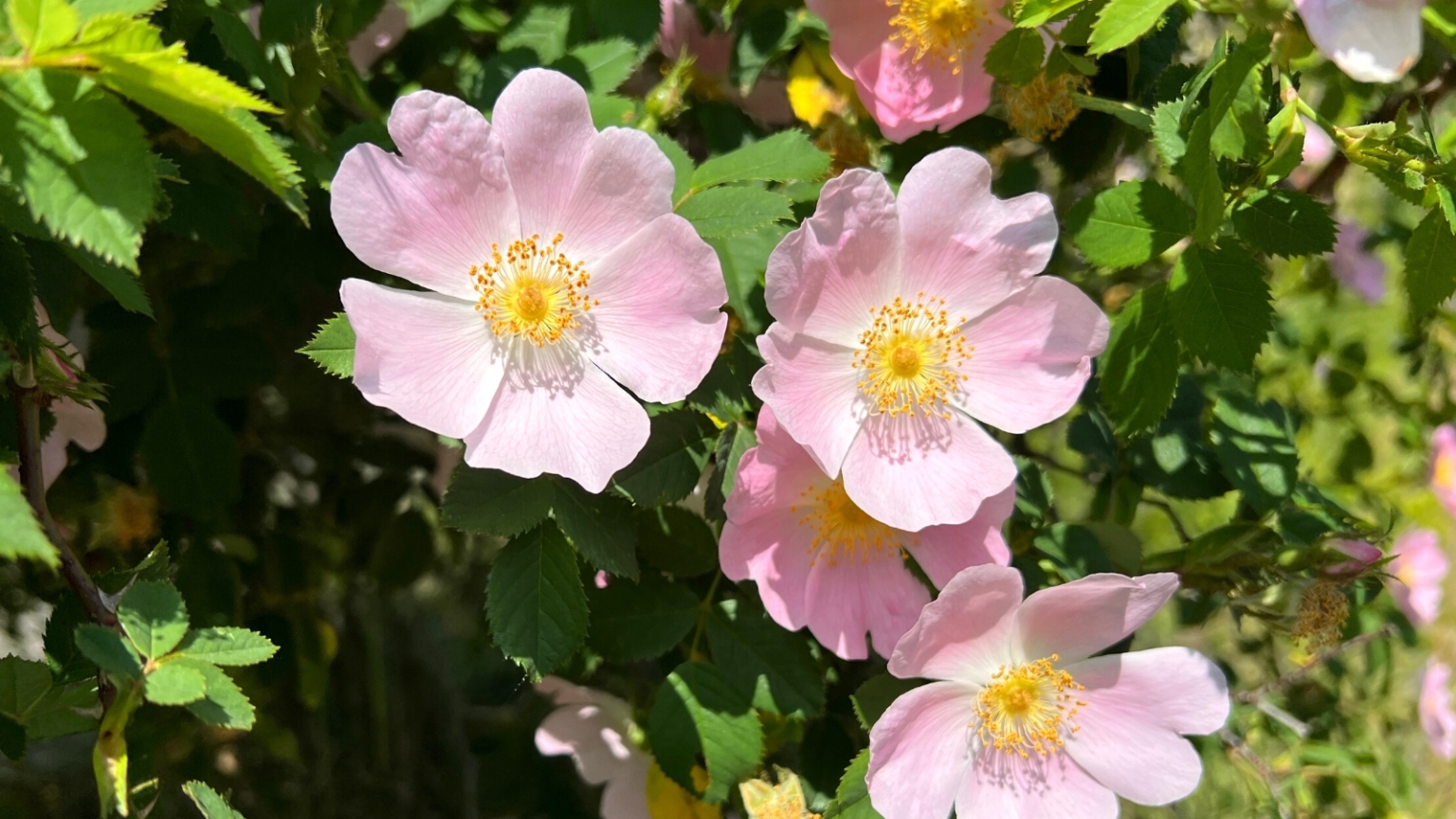 13 Irish Plants to Grow this Saint Patrick's Day