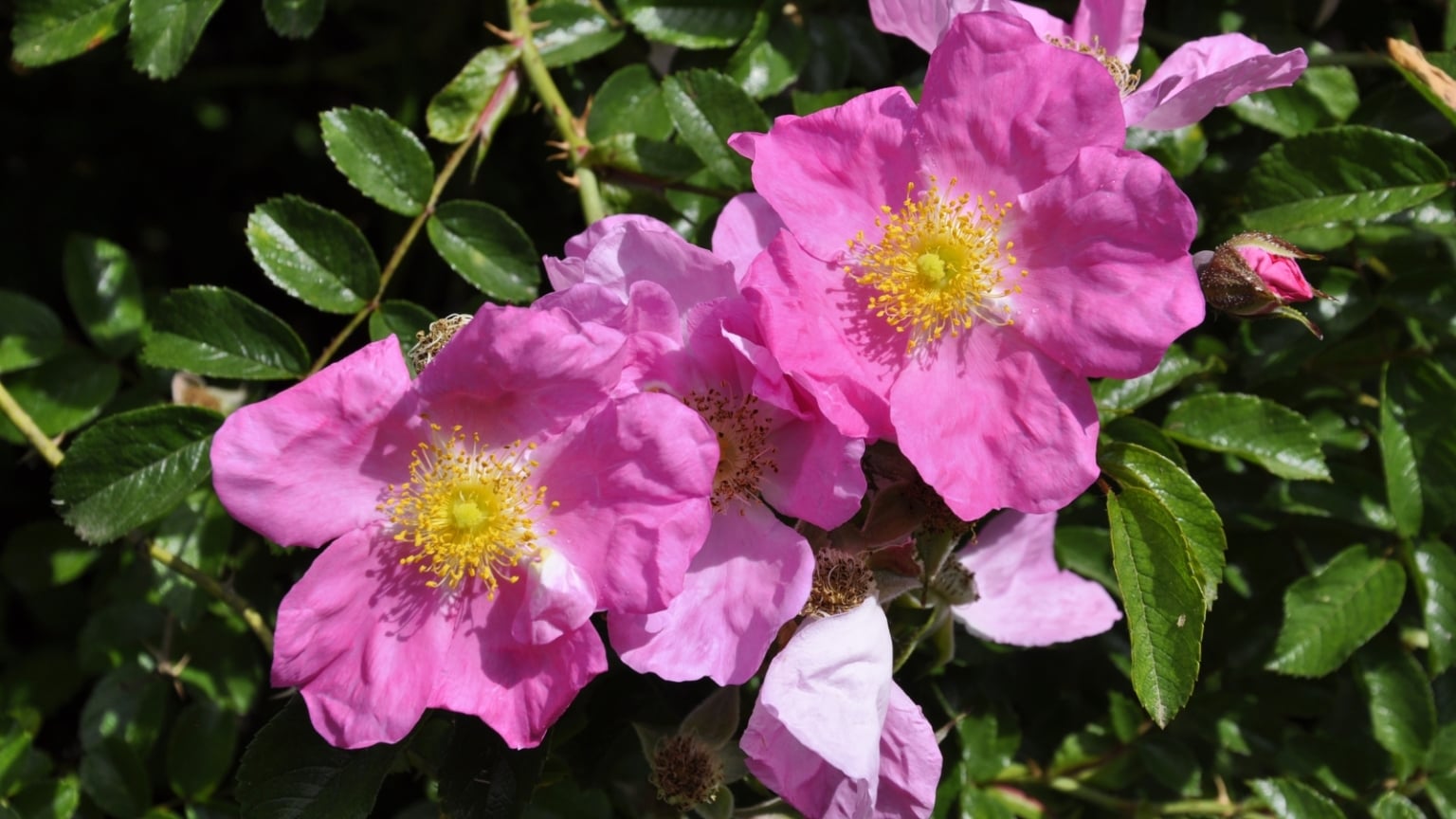 17 Roses With Extremely Long Lifespans