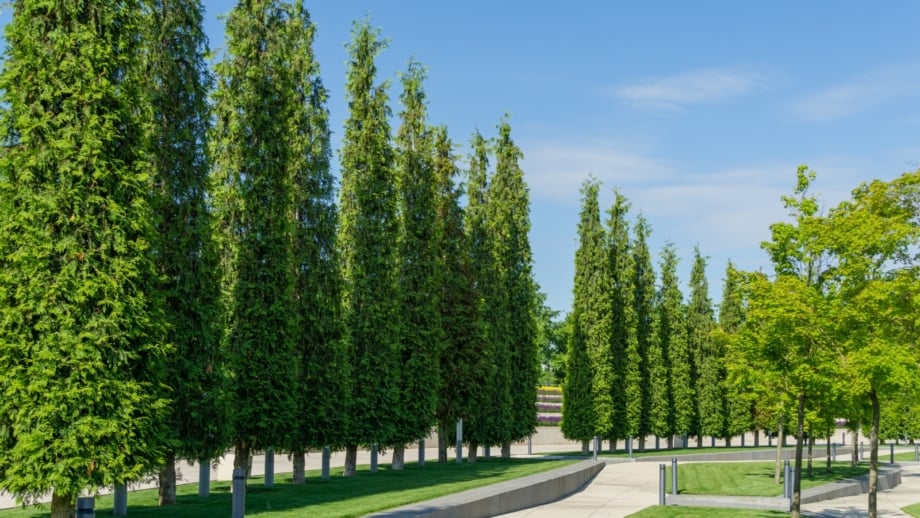 How to Plant, Grow, and Care For Thuja 'Green Giant’ Arborvitae