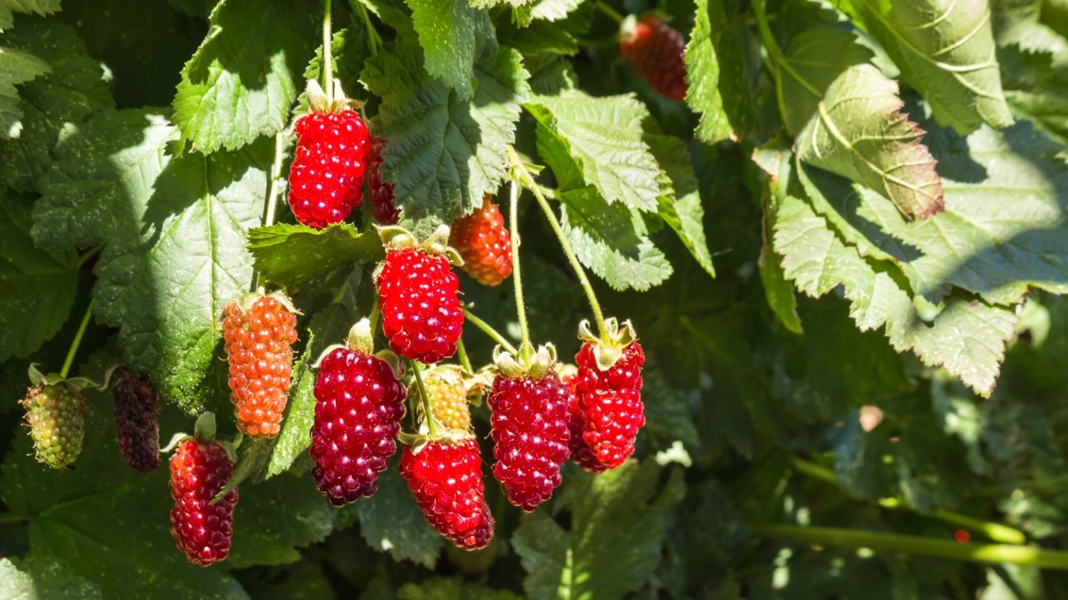 13 Best Thornless Berry Varieties for Your Garden