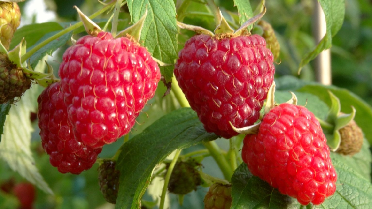 13 Best Thornless Berry Varieties for Your Garden