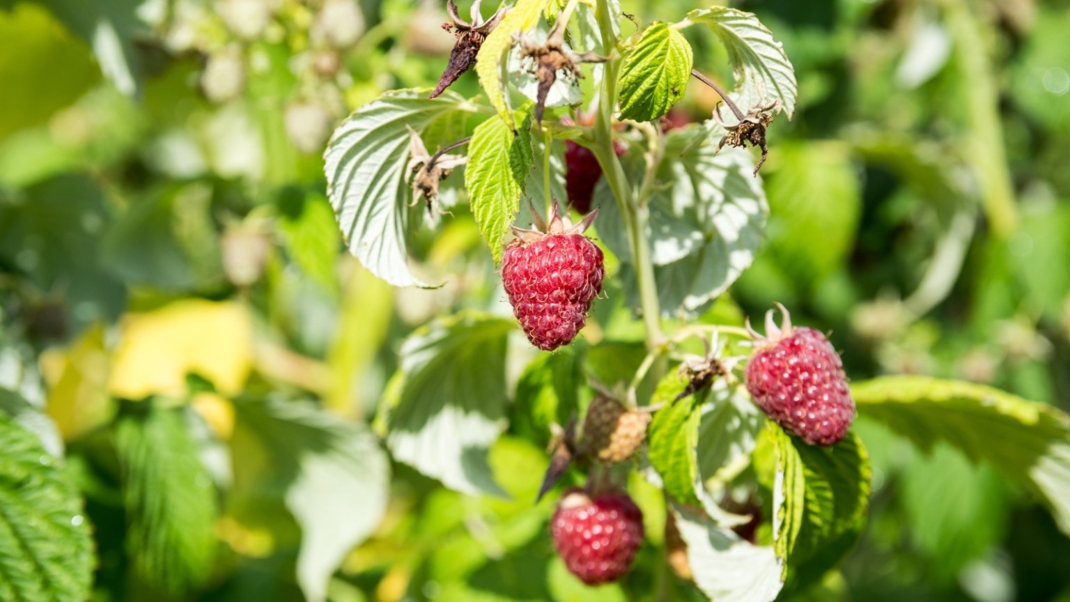 13 Best Thornless Berry Varieties for Your Garden