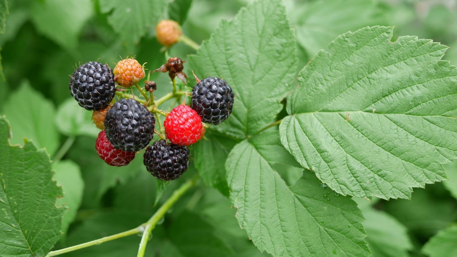 13 Best Thornless Berry Varieties for Your Garden