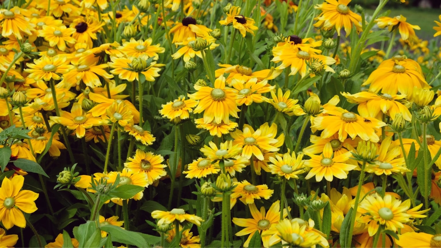 13 Irish Plants to Grow this Saint Patrick's Day