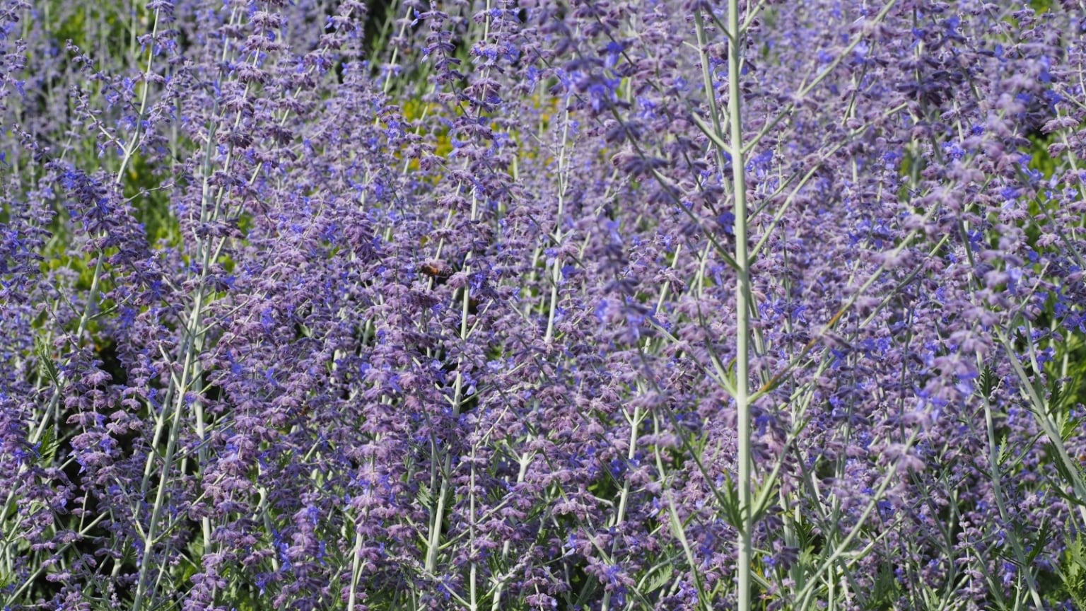 19 Best Shrubs to Plant in September
