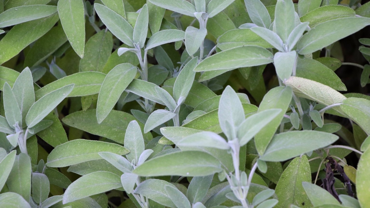 15 Delicious Culinary Herbs You Need in Your Garden