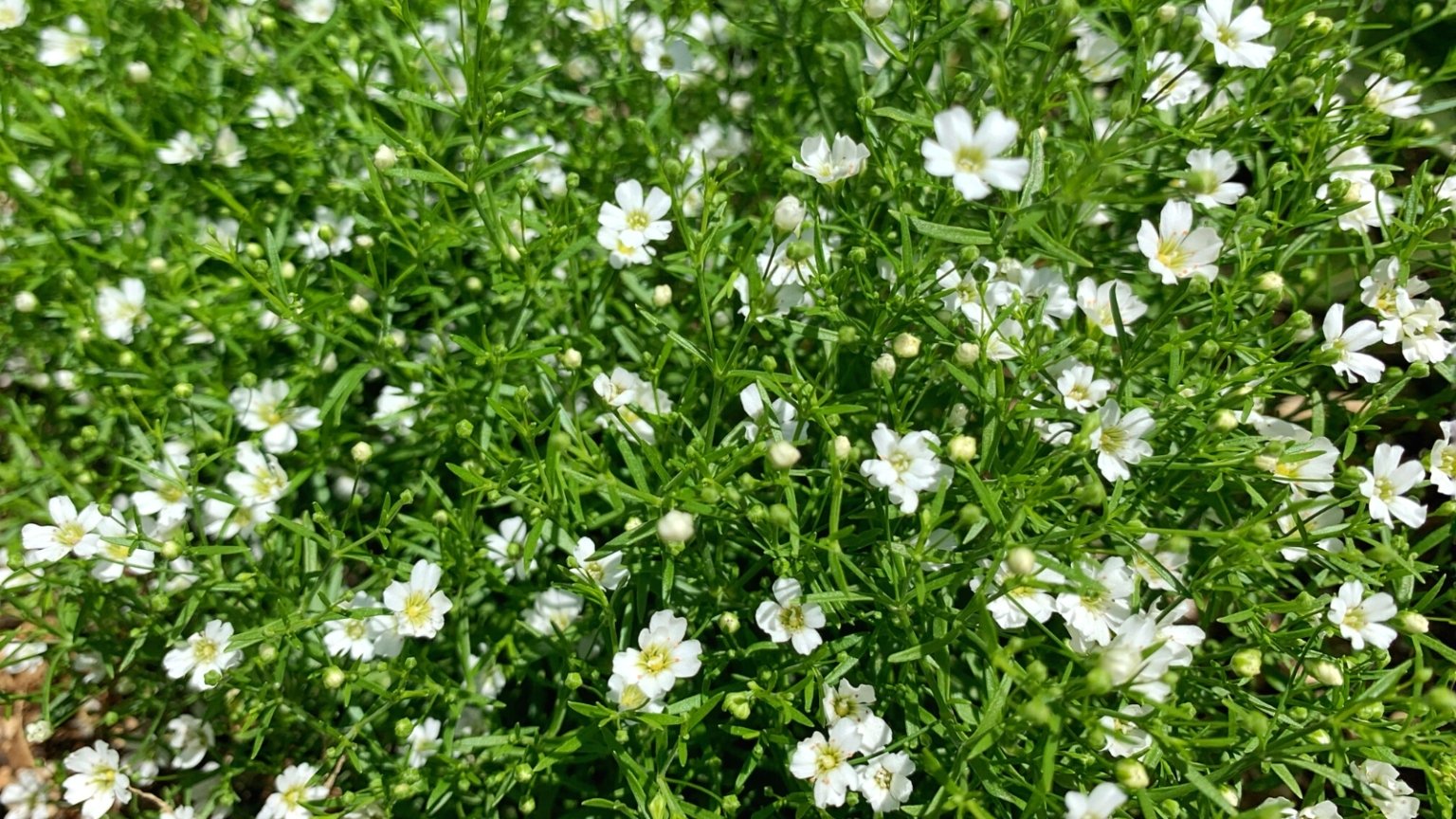 13 Irish Plants to Grow this Saint Patrick's Day