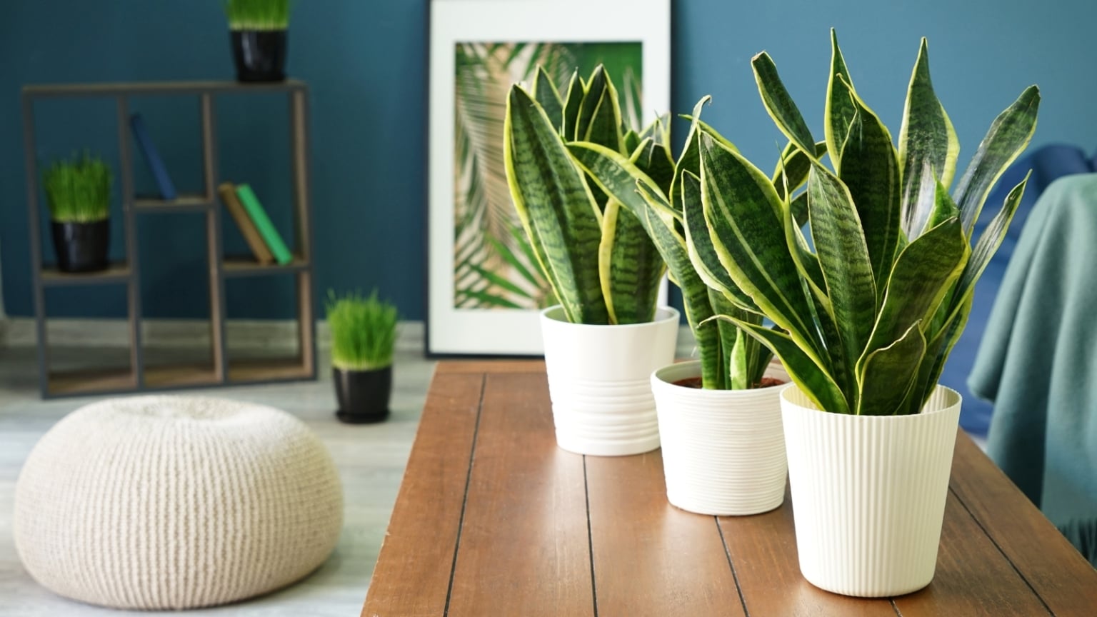 27 Tropical Houseplants for a Lush Indoor Garden