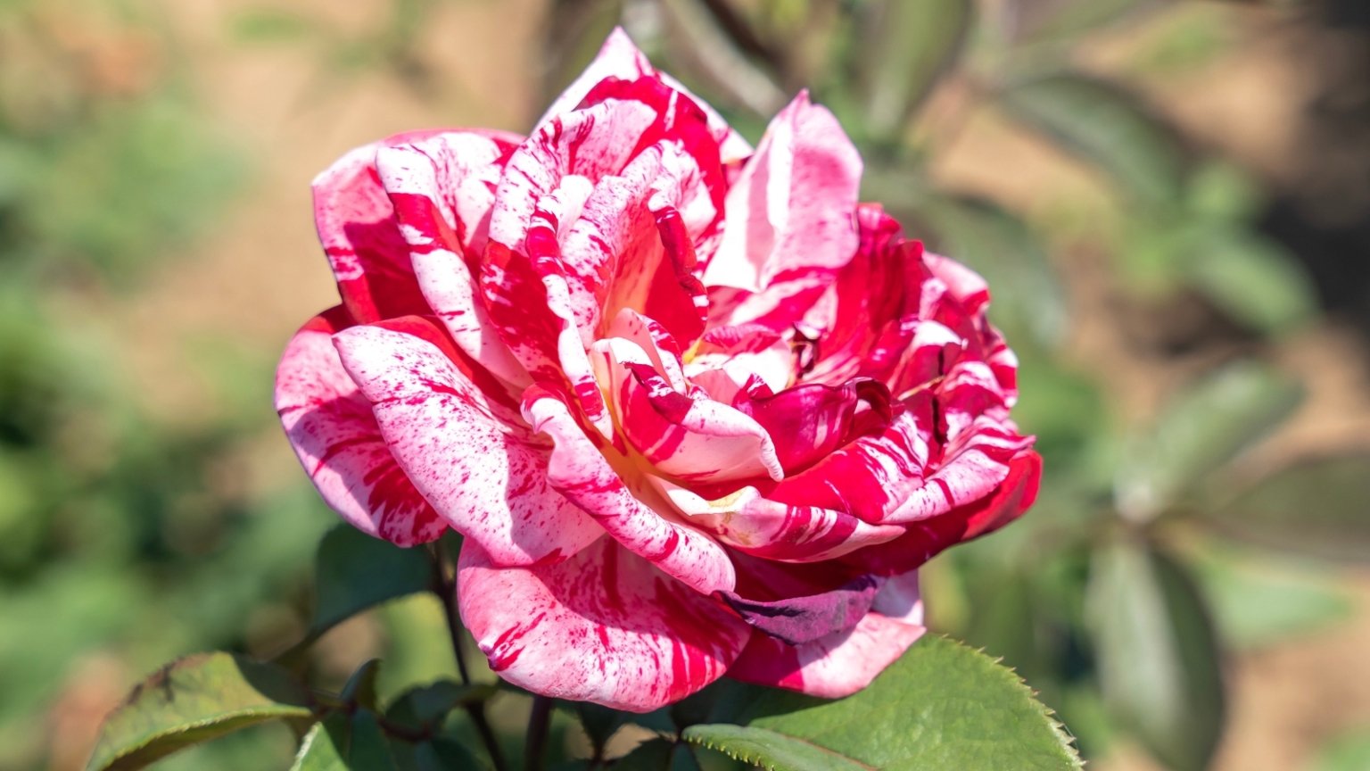 43 Most Fragrant Flowers to Grow in Your Garden