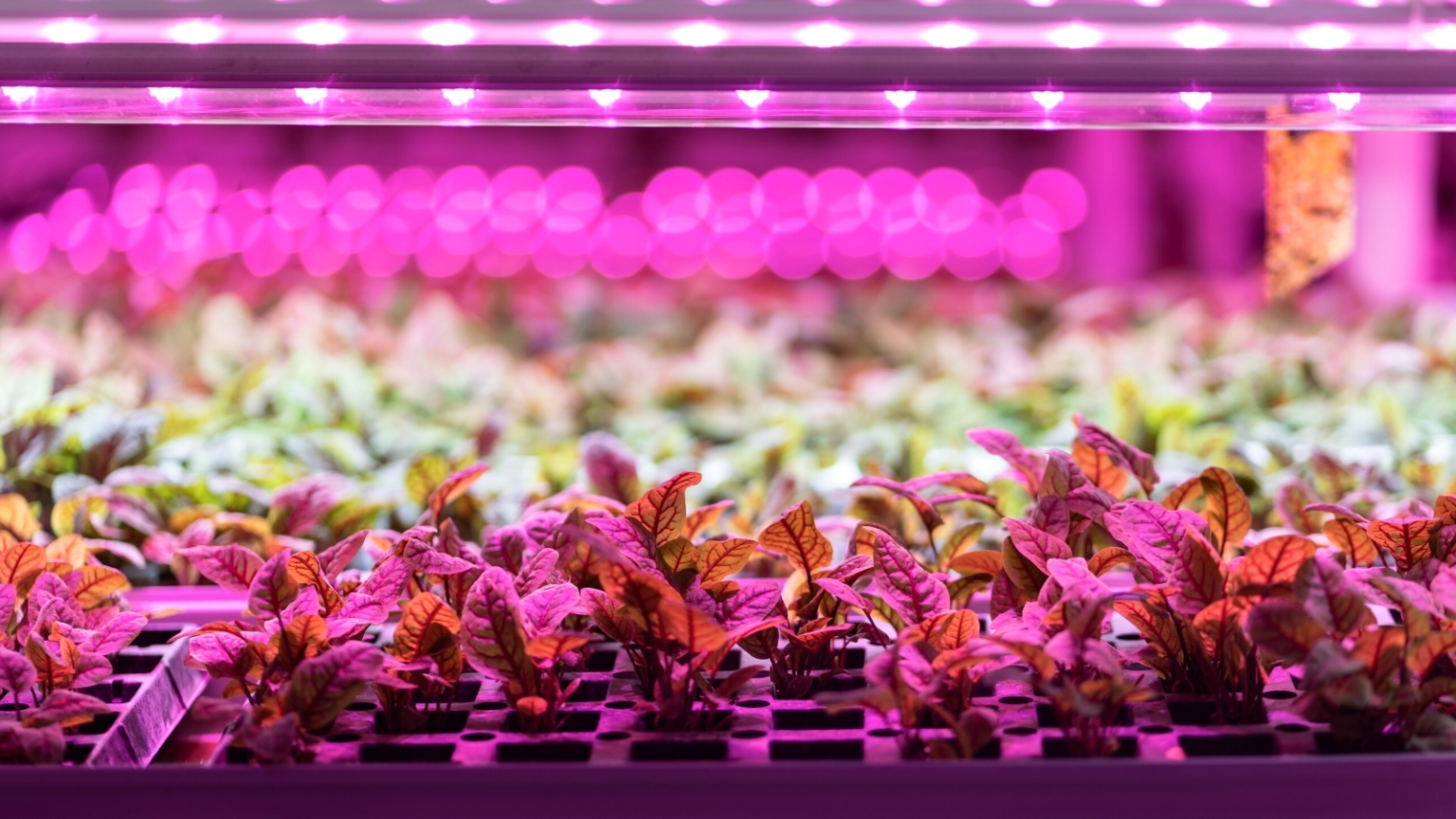 15 Best Tips for Seed-Sowing Success This Season