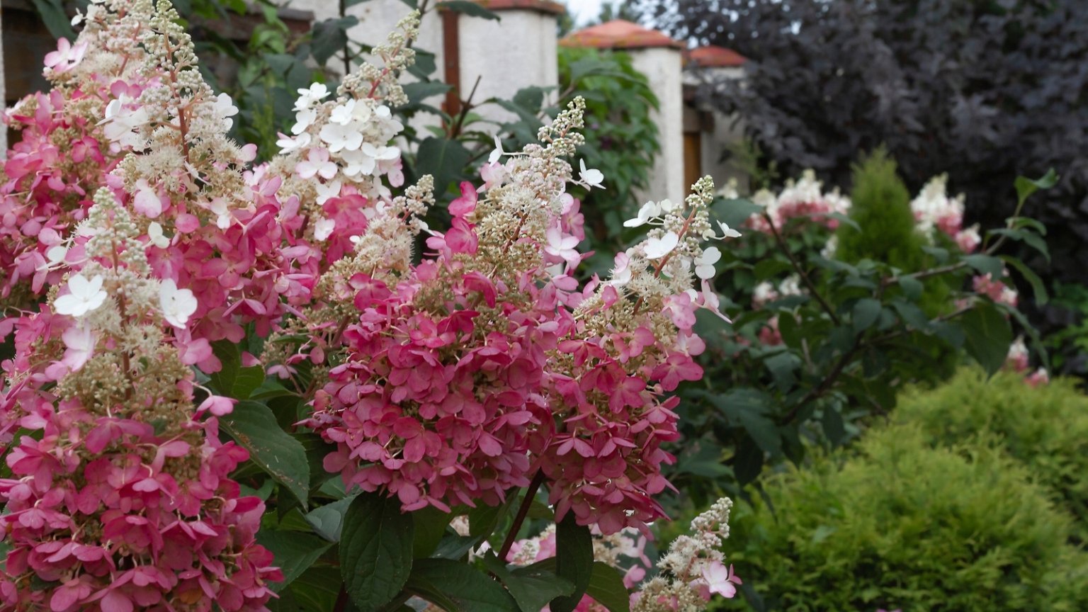 13 Beginner-Friendly Hydrangea Varieties