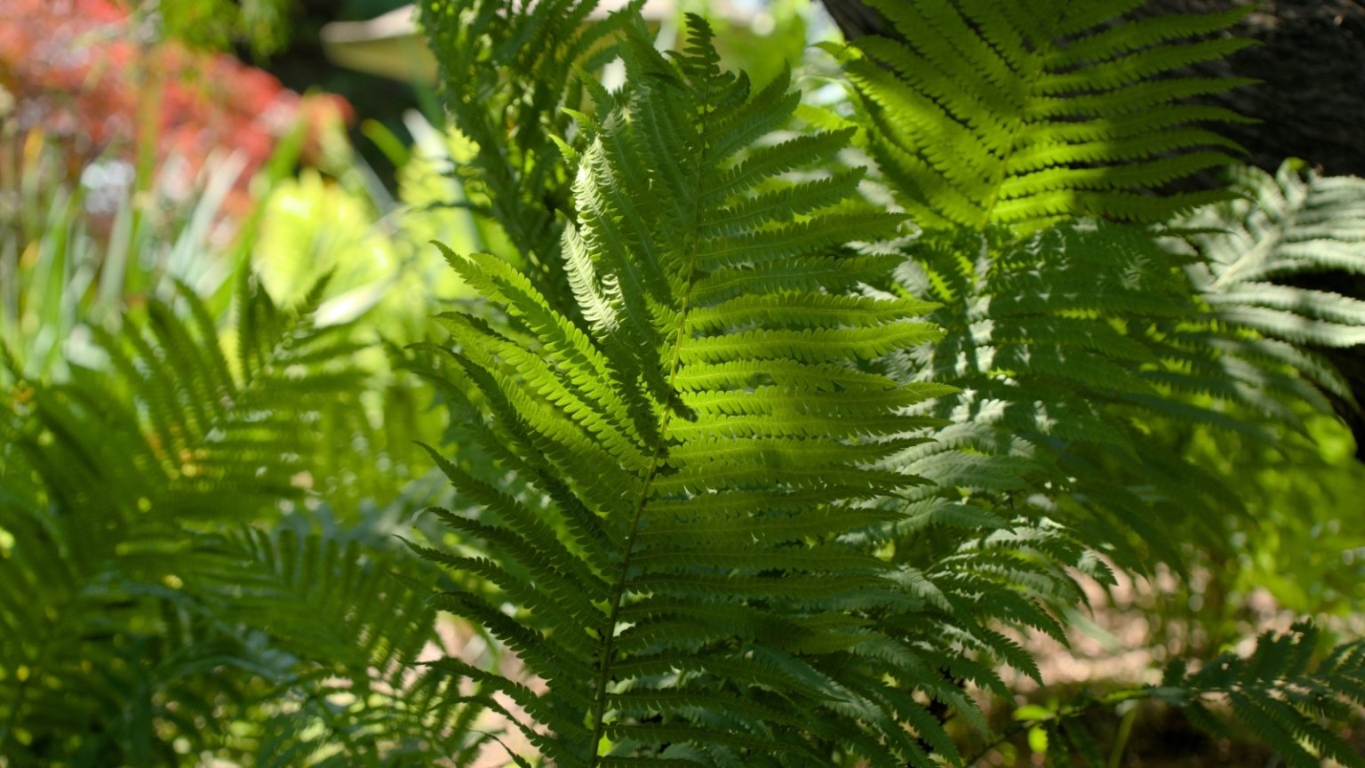 19 Fun Plants Named for Animals