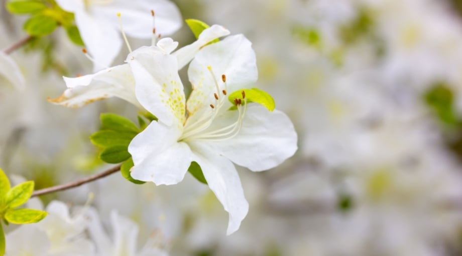 9 Native Azalea Varieties for Your Shade Garden