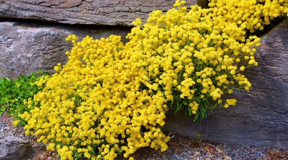 19 Best Trailing Plants for Rock Gardens