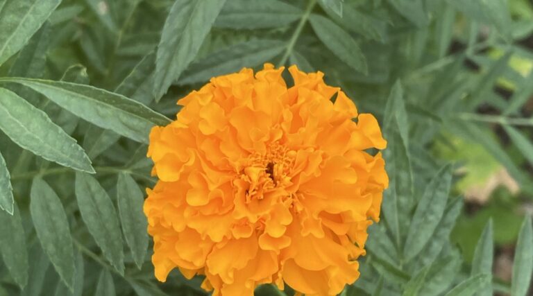 21 Neon Colored Plants for a Bright Outdoor Garden