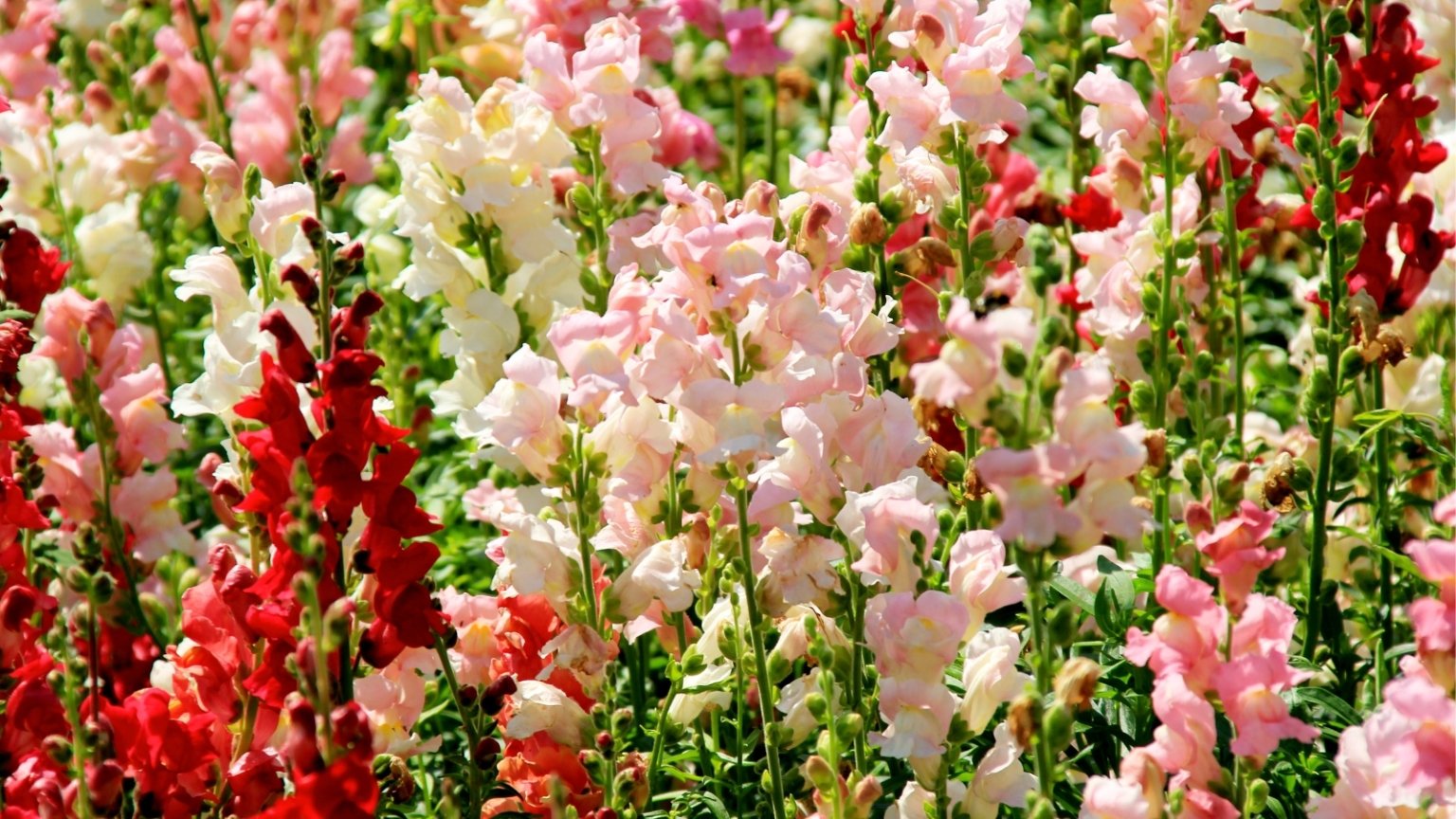 35 Beautiful Snapdragon Varieties for Your Garden