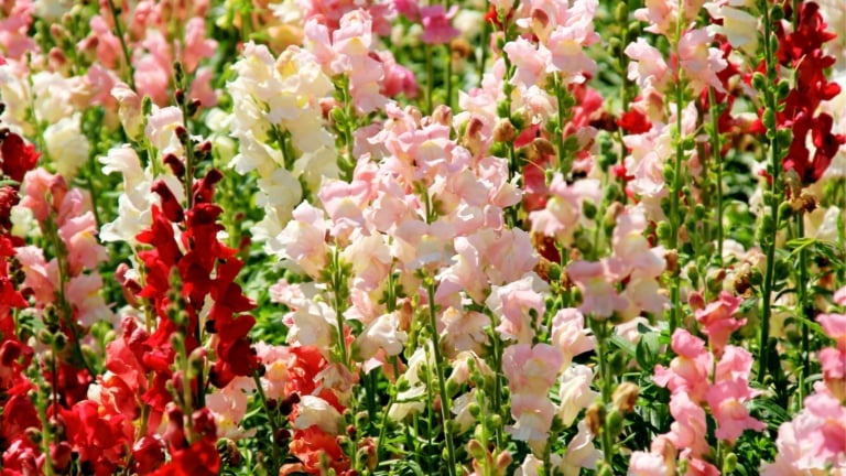 35 Beautiful Snapdragon Varieties for Your Garden