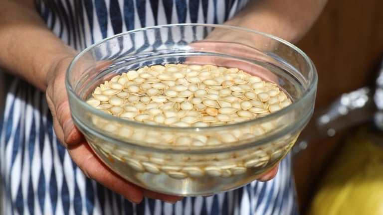 Seed Scarification: How to Scarify Seeds For Better Germination