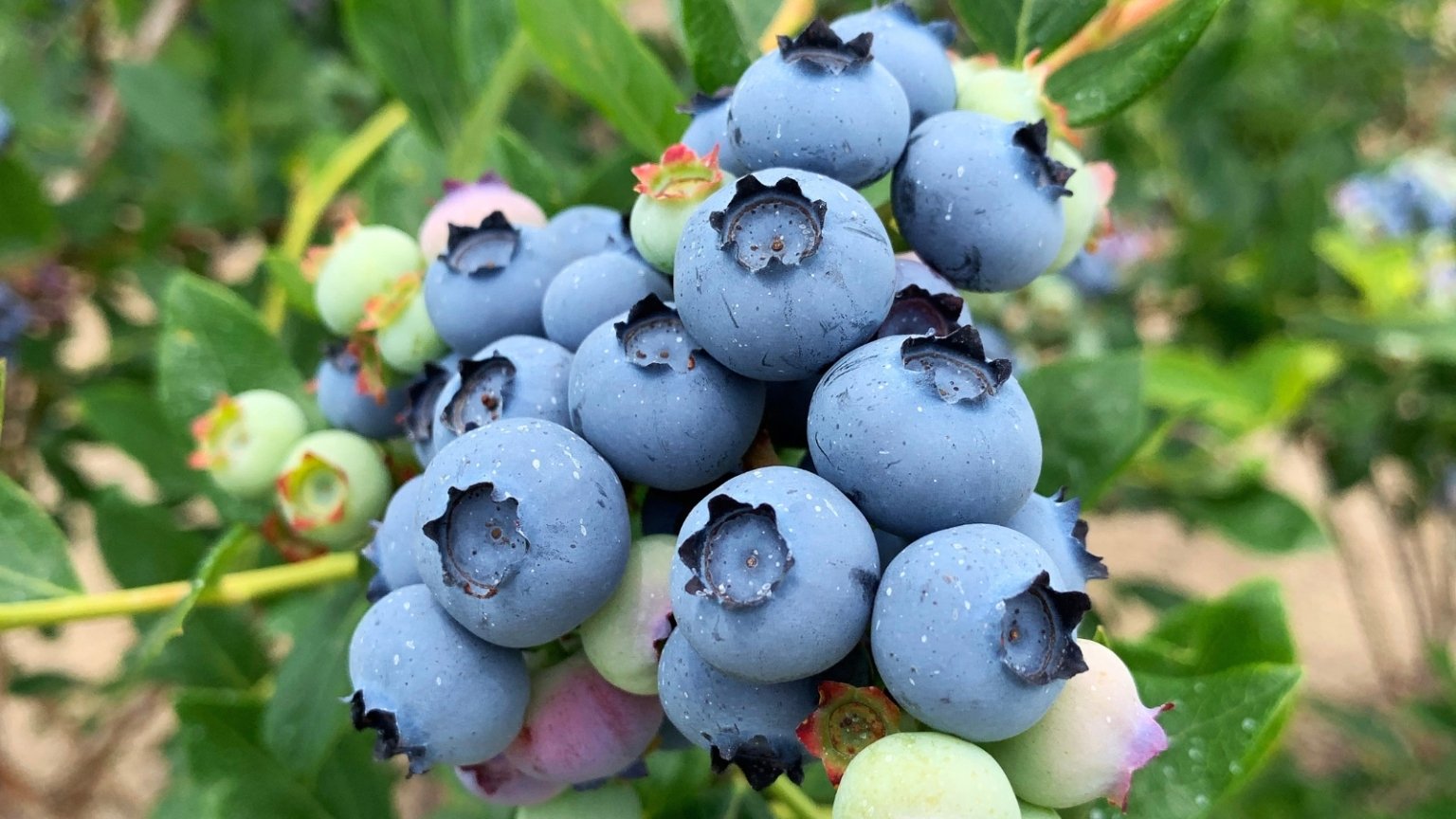 13 Tastiest Blueberry Varieties for Home Gardens