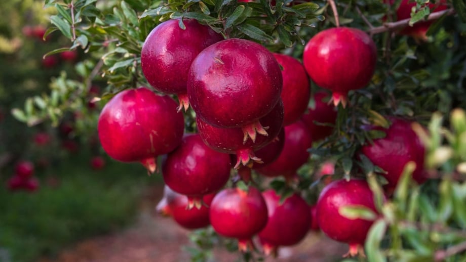 9 Best Pomegranate Varieties for Home Gardens