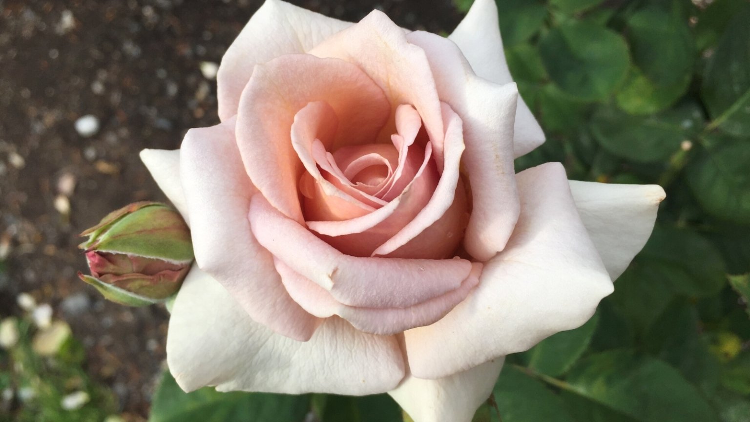 21 Recommended Hybrid Tea Rose Varieties for Home Gardeners