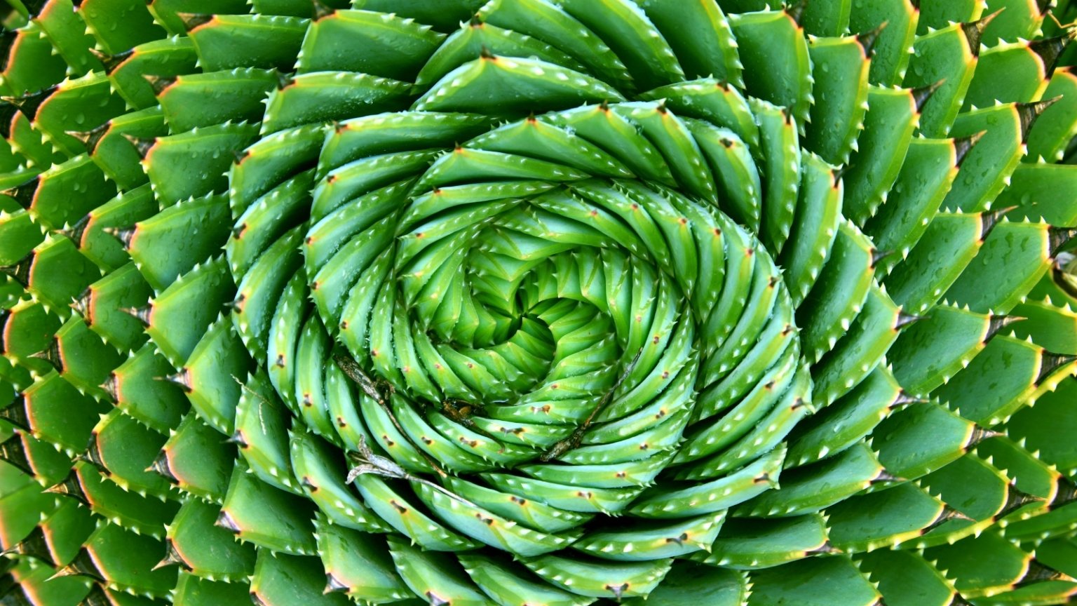 37 Tough Desert Plants for Your Garden