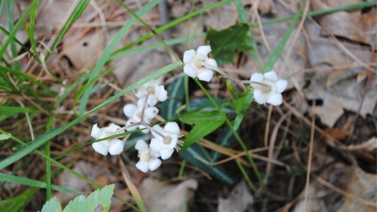 How to Plant, Grow, and Care For Wintergreen