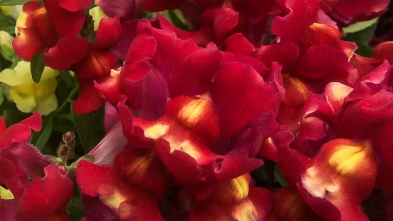 35 Beautiful Snapdragon Varieties for Your Garden