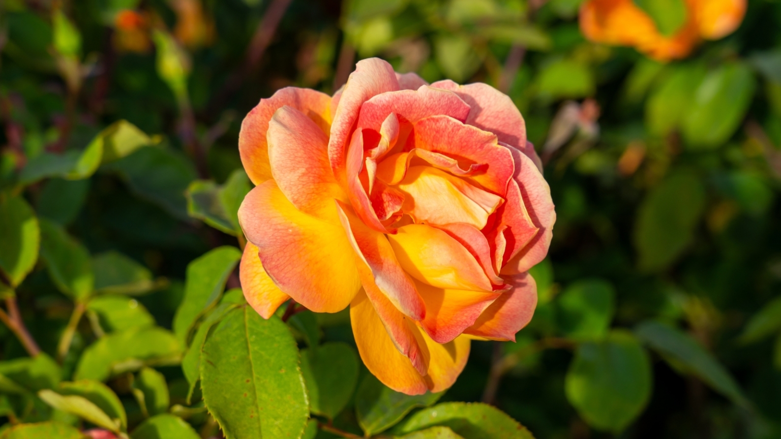 25 Best Tree Roses For Your Garden