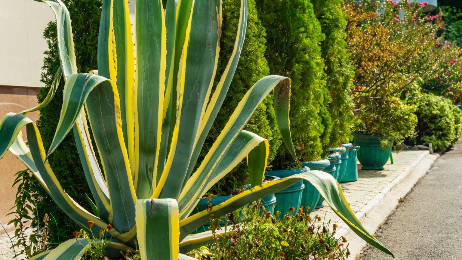 37 Tough Desert Plants for Your Garden