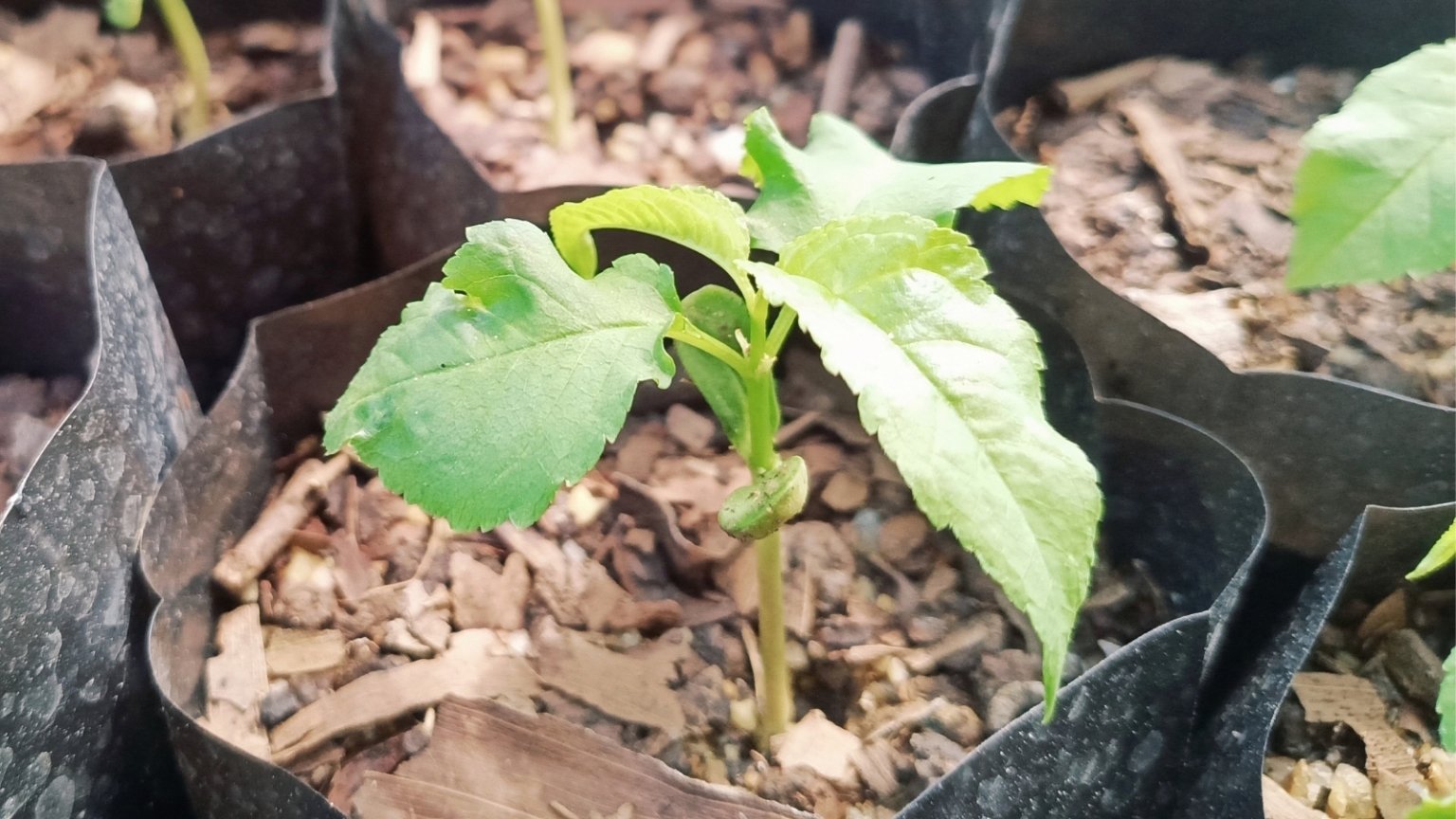 How to Plant, Grow, and Care for ‘Lapins’ Cherry Trees