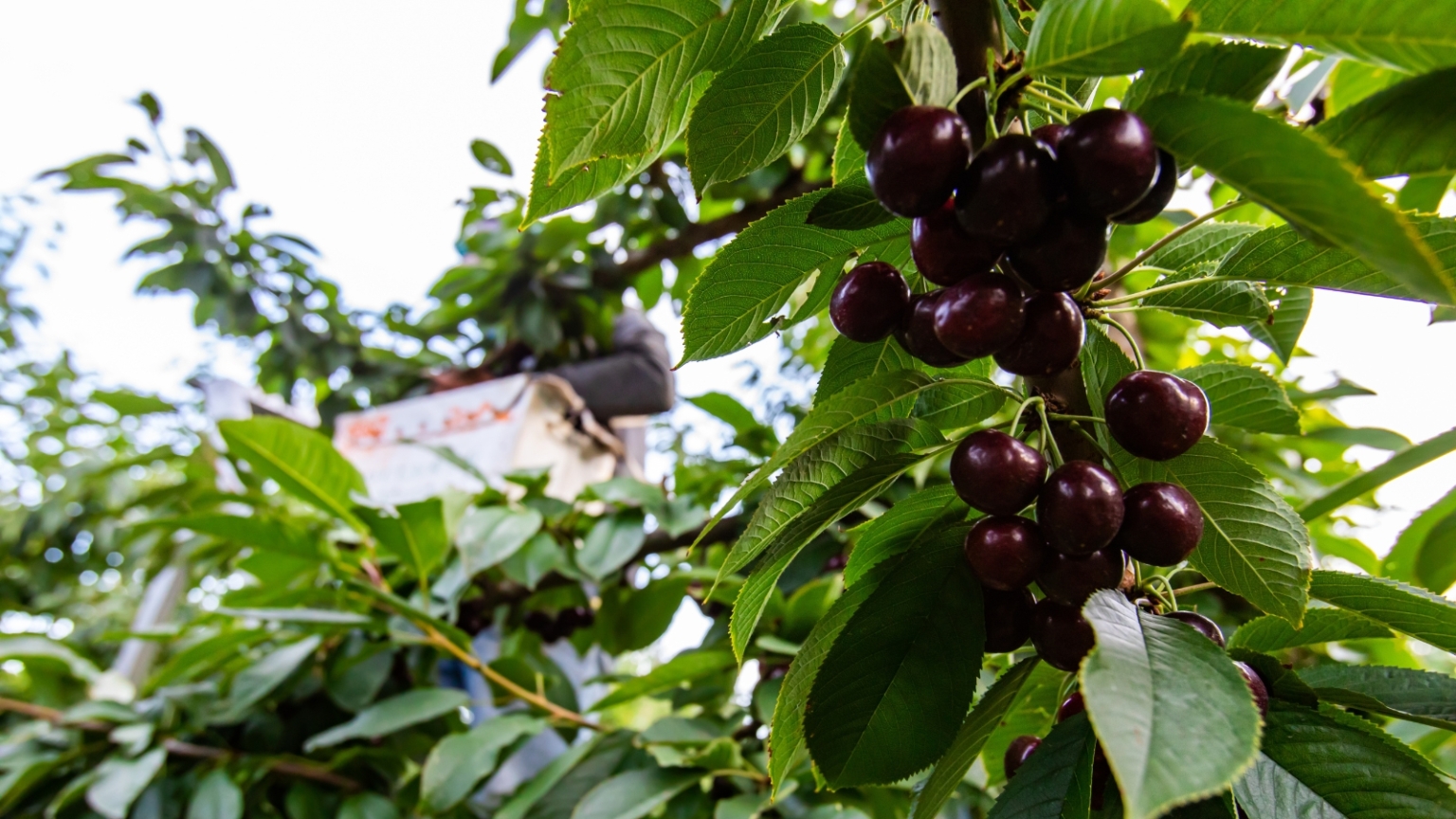 How to Plant, Grow, and Care for ‘Lapins’ Cherry Trees